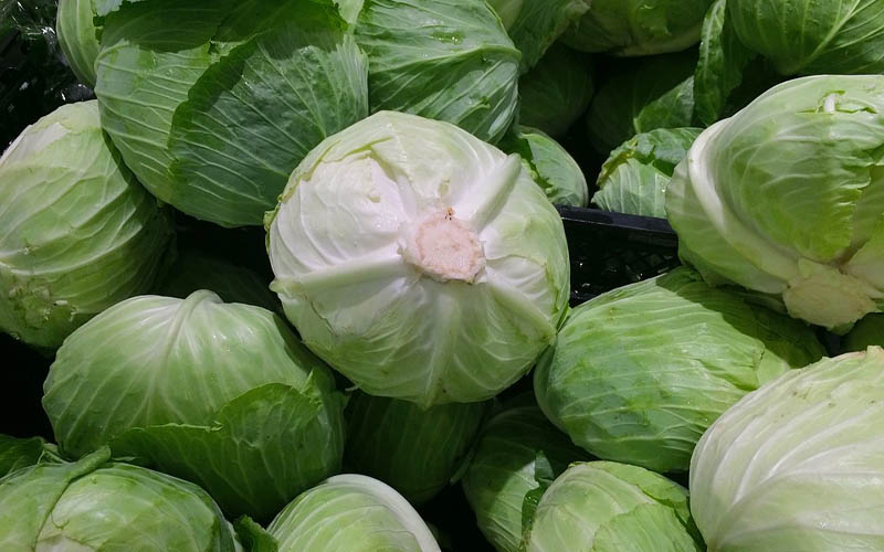 Cabbage: Health Benefits + Nutritional Power – yoRecipes
