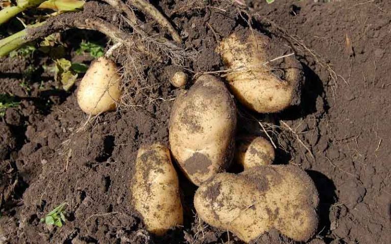 Potato Towers: Why, When, How, and Why! – yoRecipes