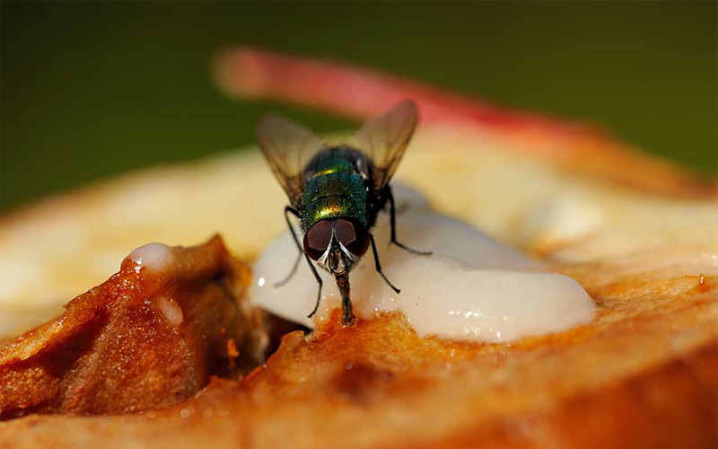 4 Shocking Facts about Insects Landing on Your Food – yoRecipes