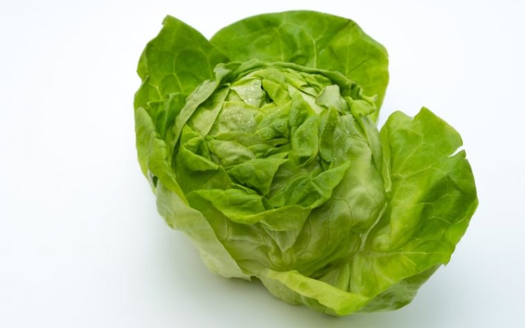 Chefs Discover a New Secret to Keeping Lettuce Fresh – yoRecipes