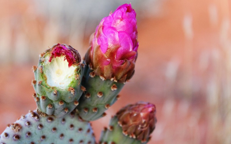 7 Unexpected Medicinal Benefits of Cactus Water You Never Knew About ...